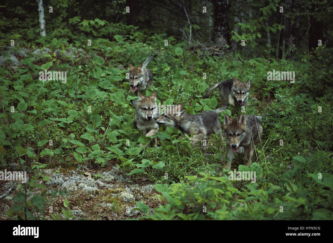 Timber Wolf (Canis lupus) five pups in forest, Minnesota Stock Photo ...