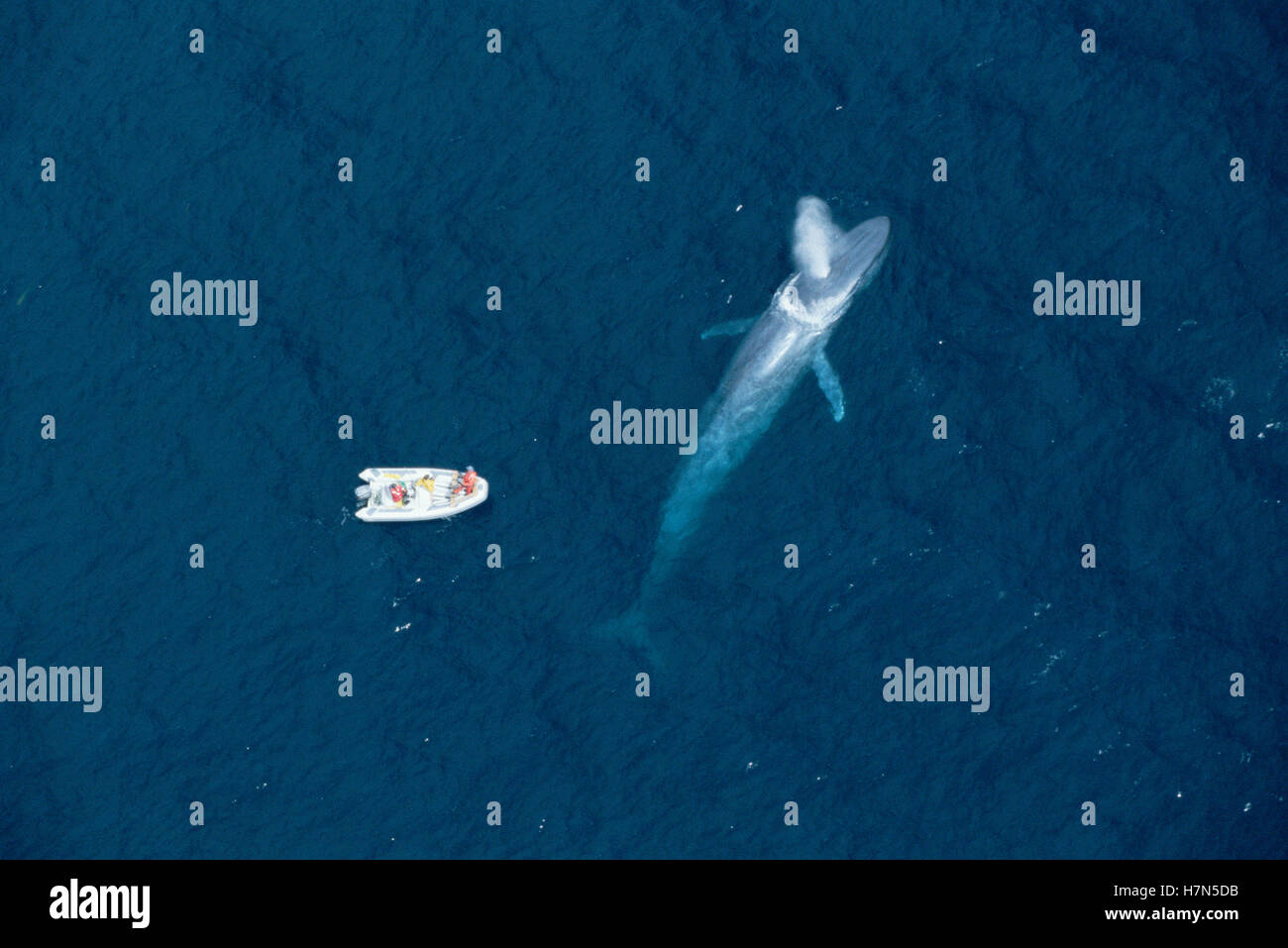 Blue Whale (Balaenoptera musculus) with researcher Bruce Mate on boat ...