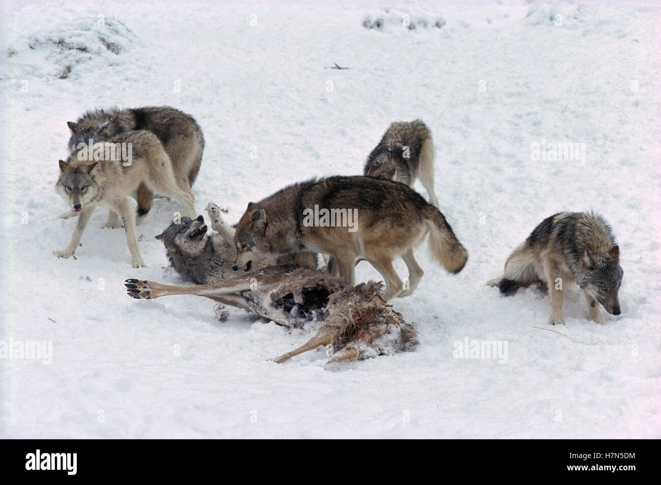 Timber Wolf (Canis lupus) alpha male asserting dominance over another ...