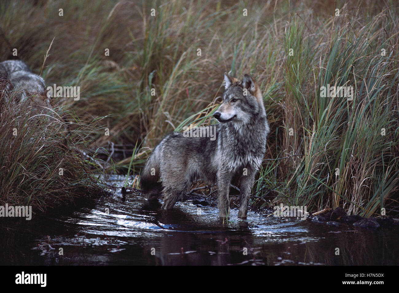 Timber Wolf (Canis lupus) hunting for American Beaver (Castor ...