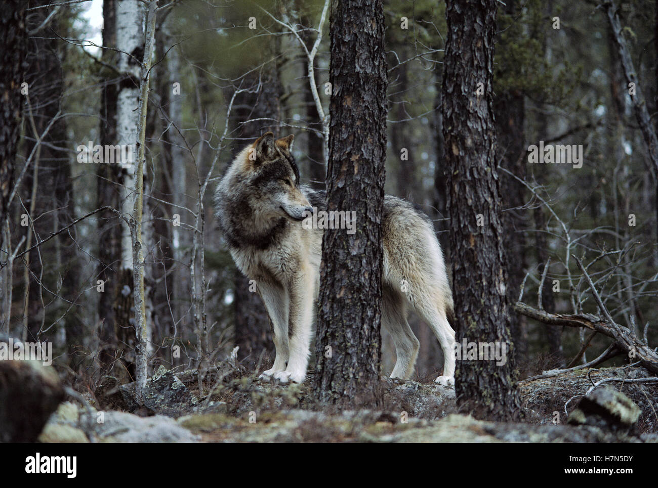 Timber Wolf (Canis lupus) in woods, Northwoods, Minnesota Stock Photo ...
