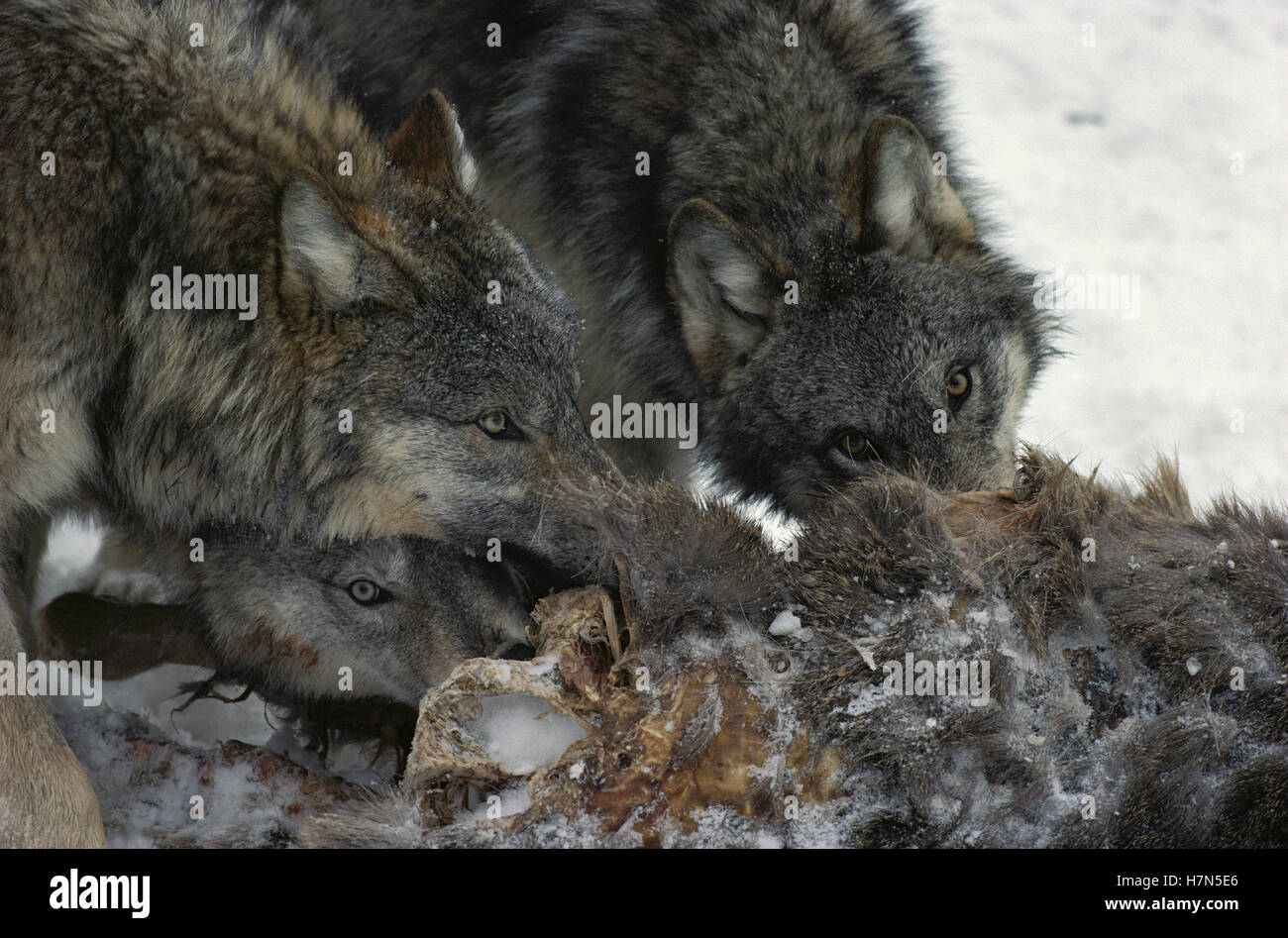 Timber Wolf (Canis lupus) pack feeding on deer carcass, Minnesota Stock ...