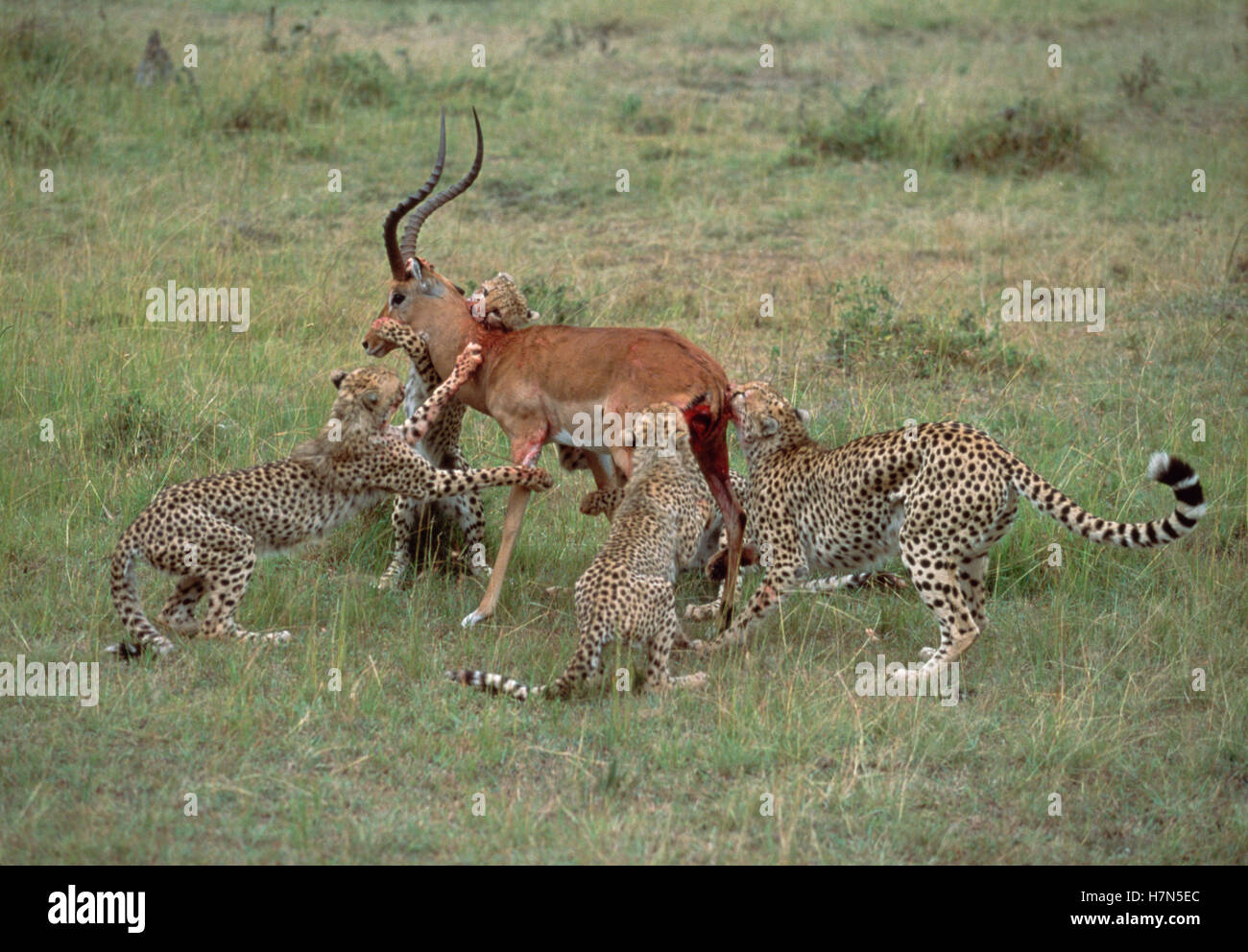 Cheetah (Acinonyx jubatus) attacking Impala (Aepyceros melampus), Kenya ...