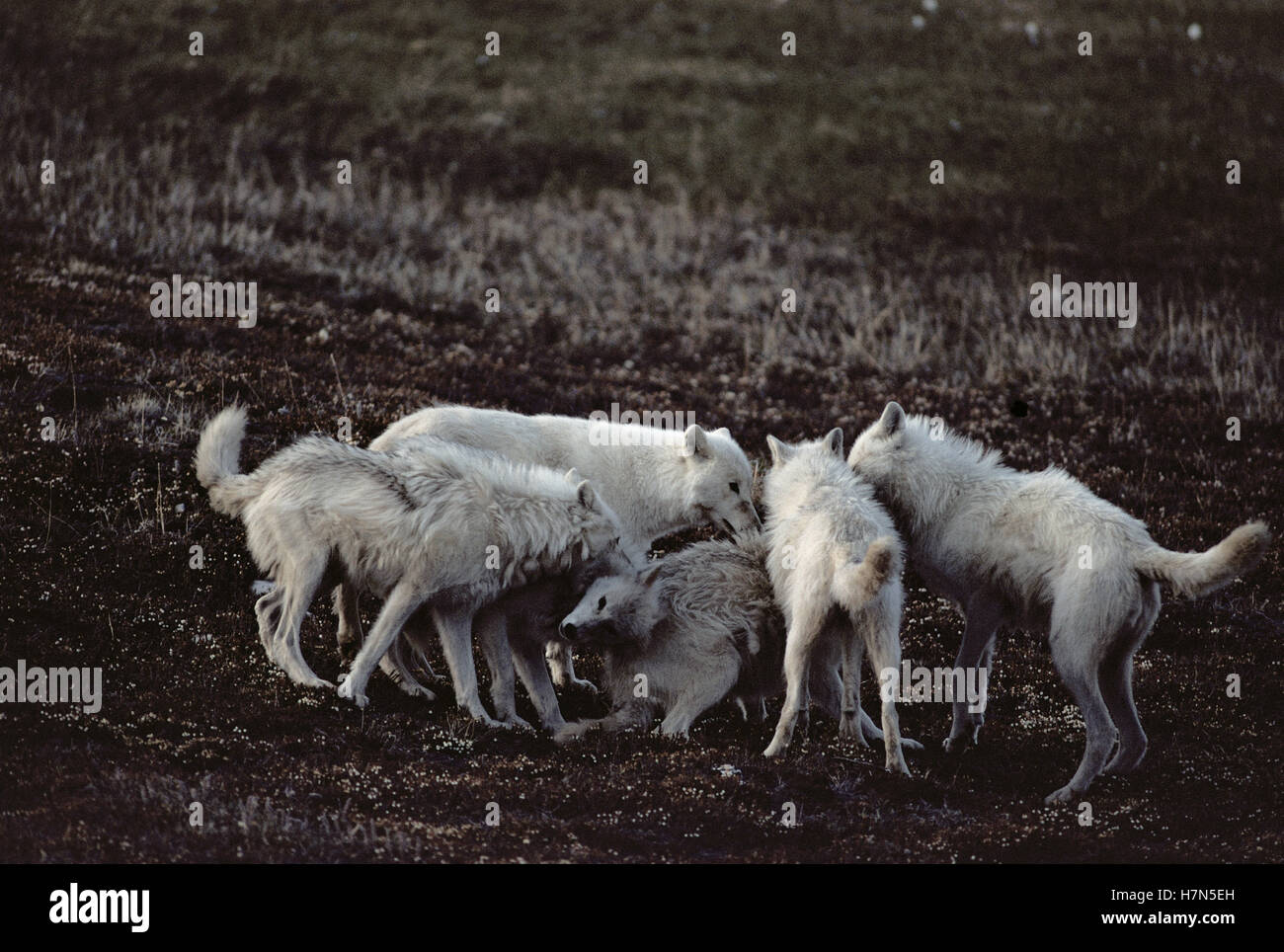 Arctic Wolf (Canis lupus) omega submitting to pack members, Ellesmere ...