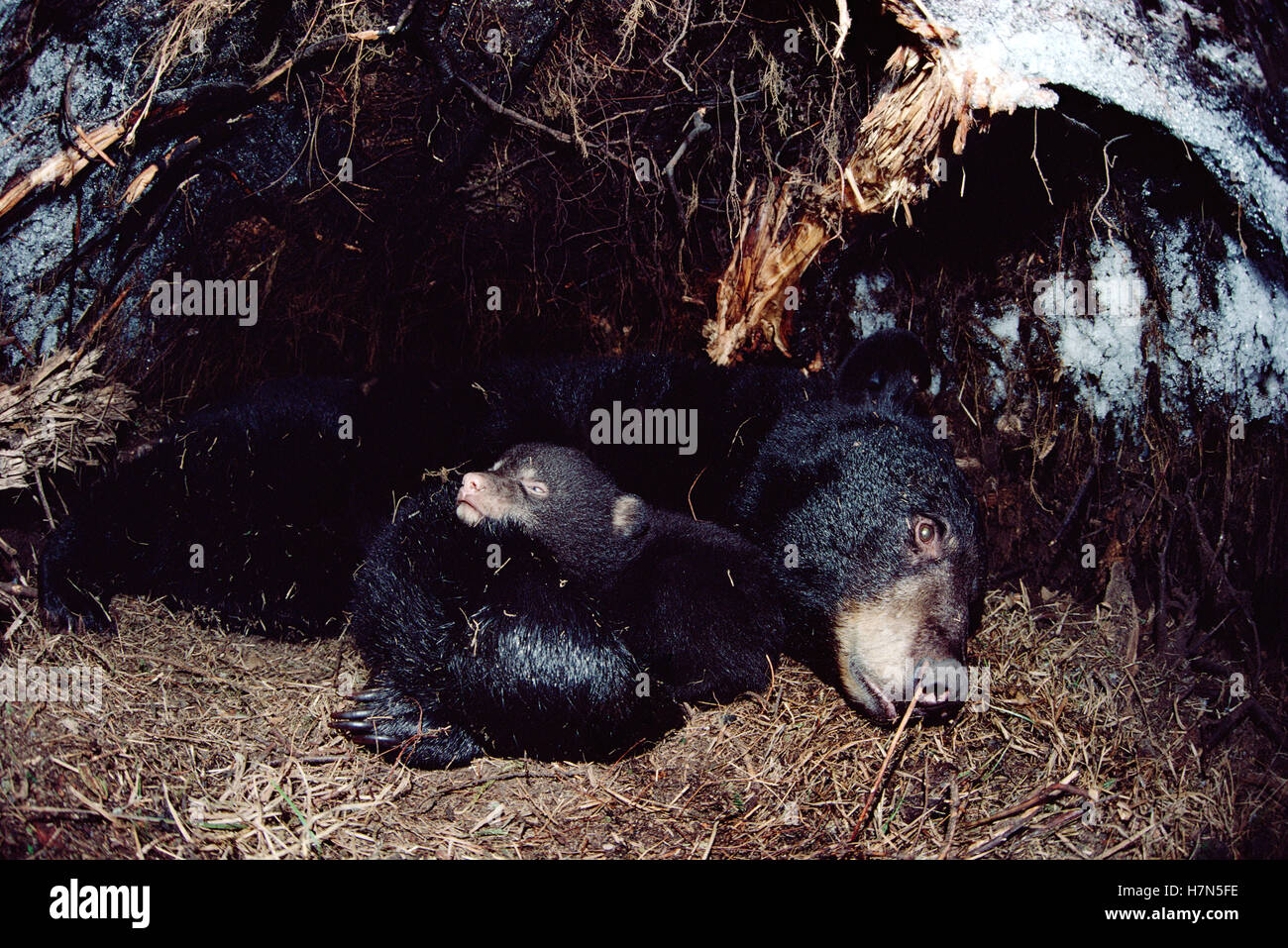 Black Bear (Ursus americanus) mother hibernating with cub, Minnesota ...