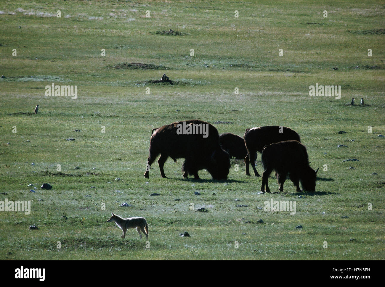 American Bison (Bison bison) and Coyote (Canis latrans) in Prairie Dog ...