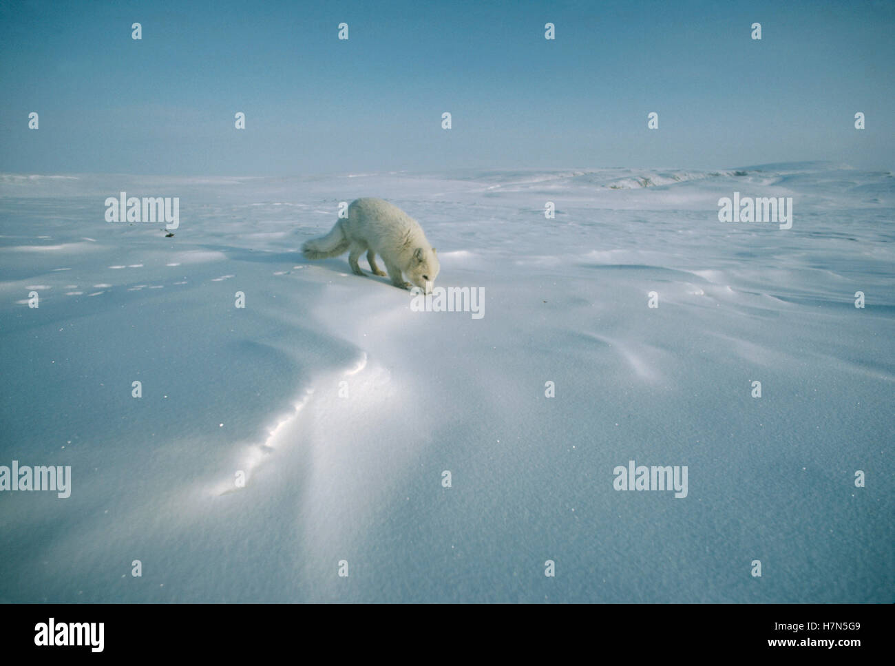 Arctic Fox (Alopex lagopus) in expansive snowscape, Ellesmere Island ...