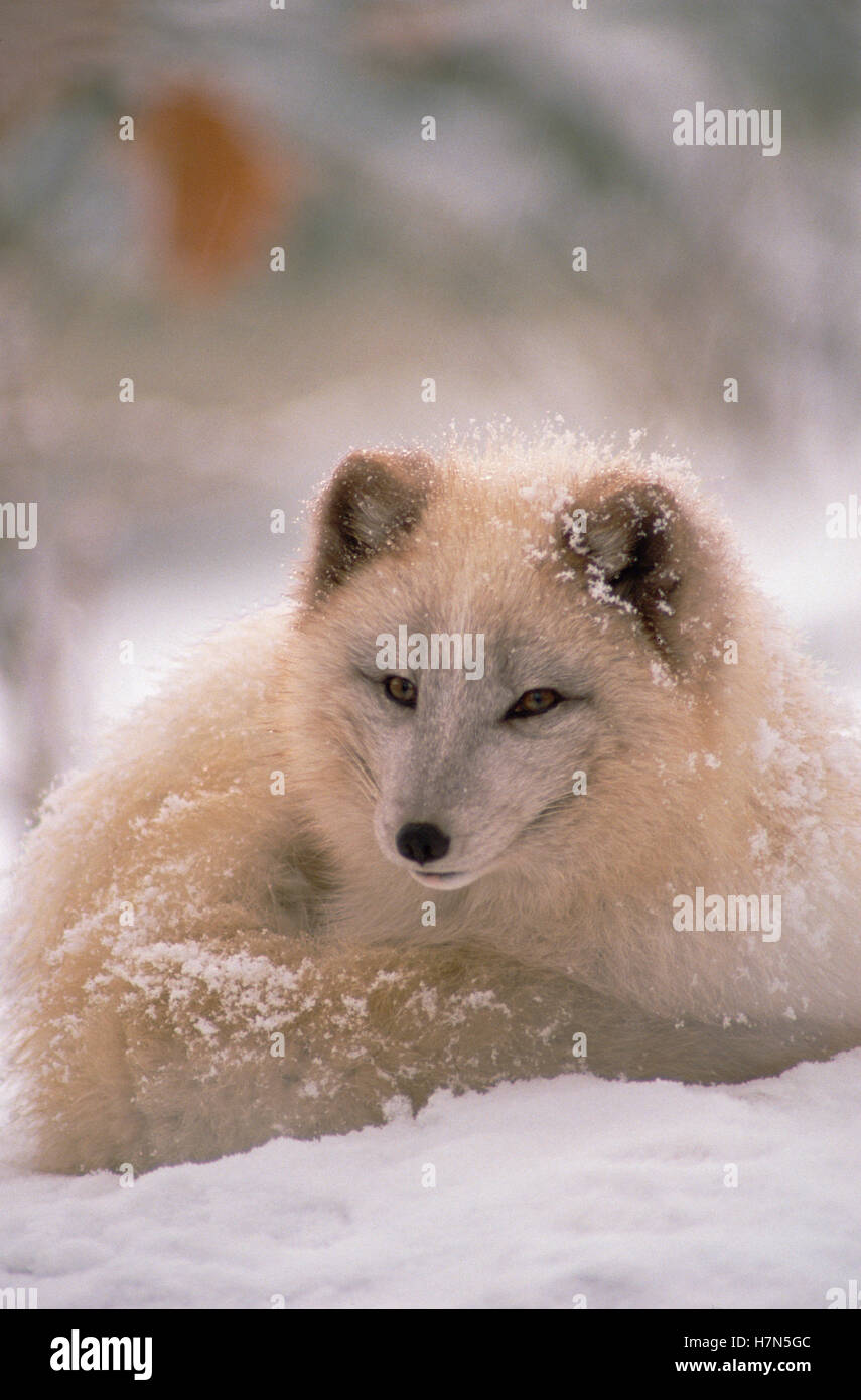 Arctic Fox (Alopex lagopus) resting in snow, North America Stock Photo ...