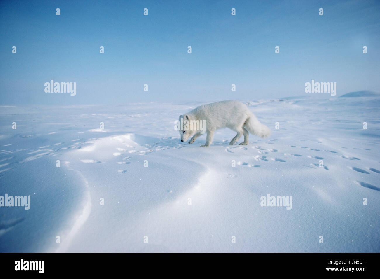 Arctic Fox (Alopex lagopus) in expansive snowscape, Ellesmere Island ...