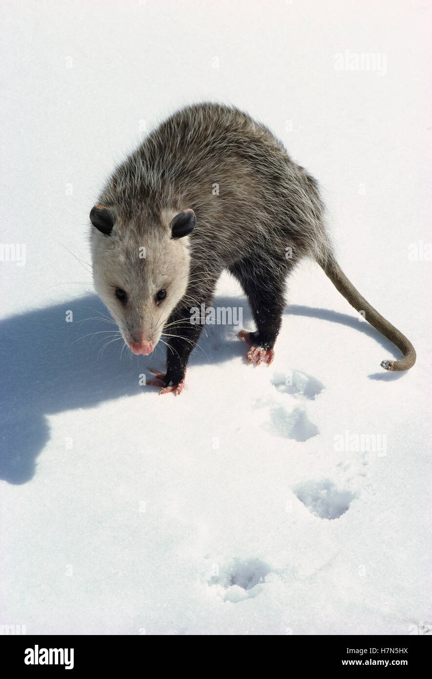 Virginia Opossum (Didelphis virginiana) standing in the snow in winter ...