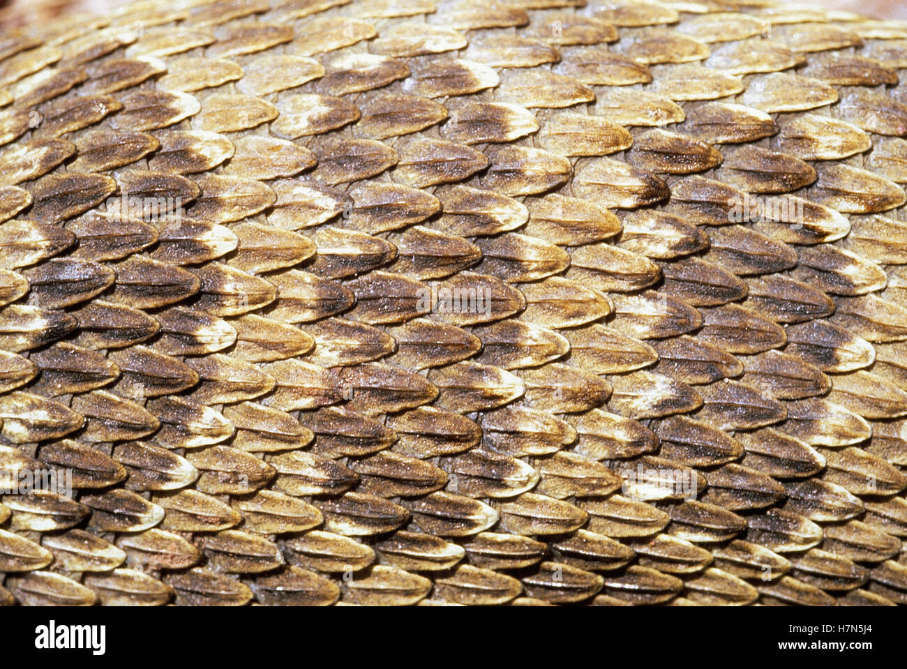 Rattlesnake (Crotalus sp) skin, North America Stock Photo - Alamy