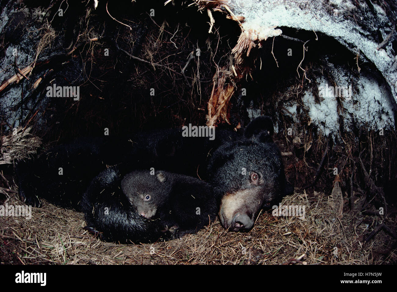 Black Bear (Ursus americanus) mother hibernating with cub, Minnesota ...