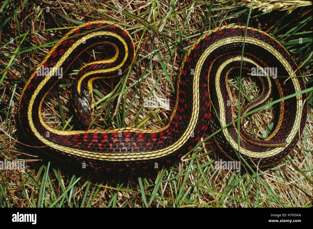 Common Garter Snake (Thamnophis sirtalis) with a full belly after ...
