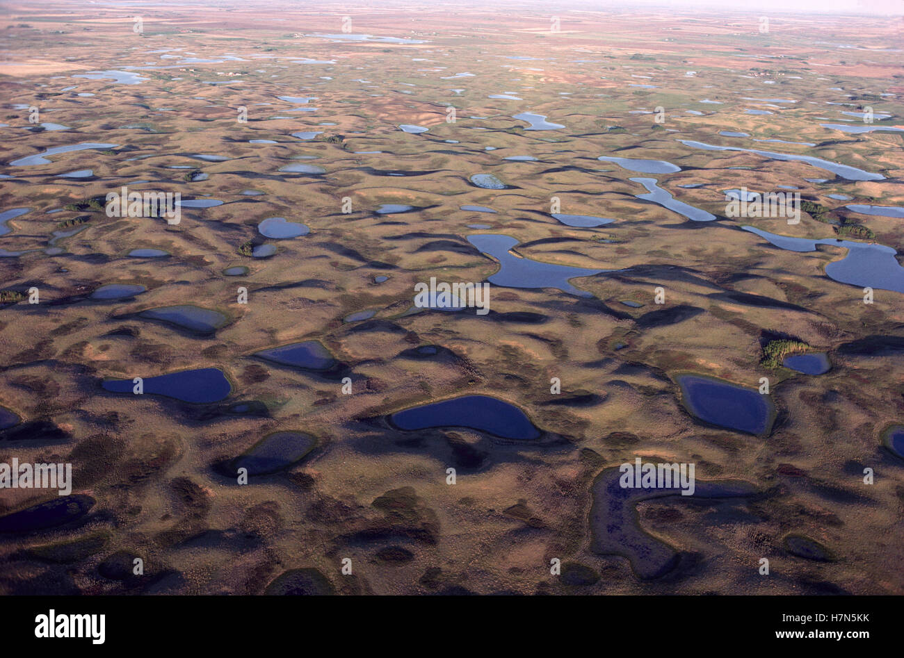 Aerial view of prairie pothole region, a unique area where shallow ...