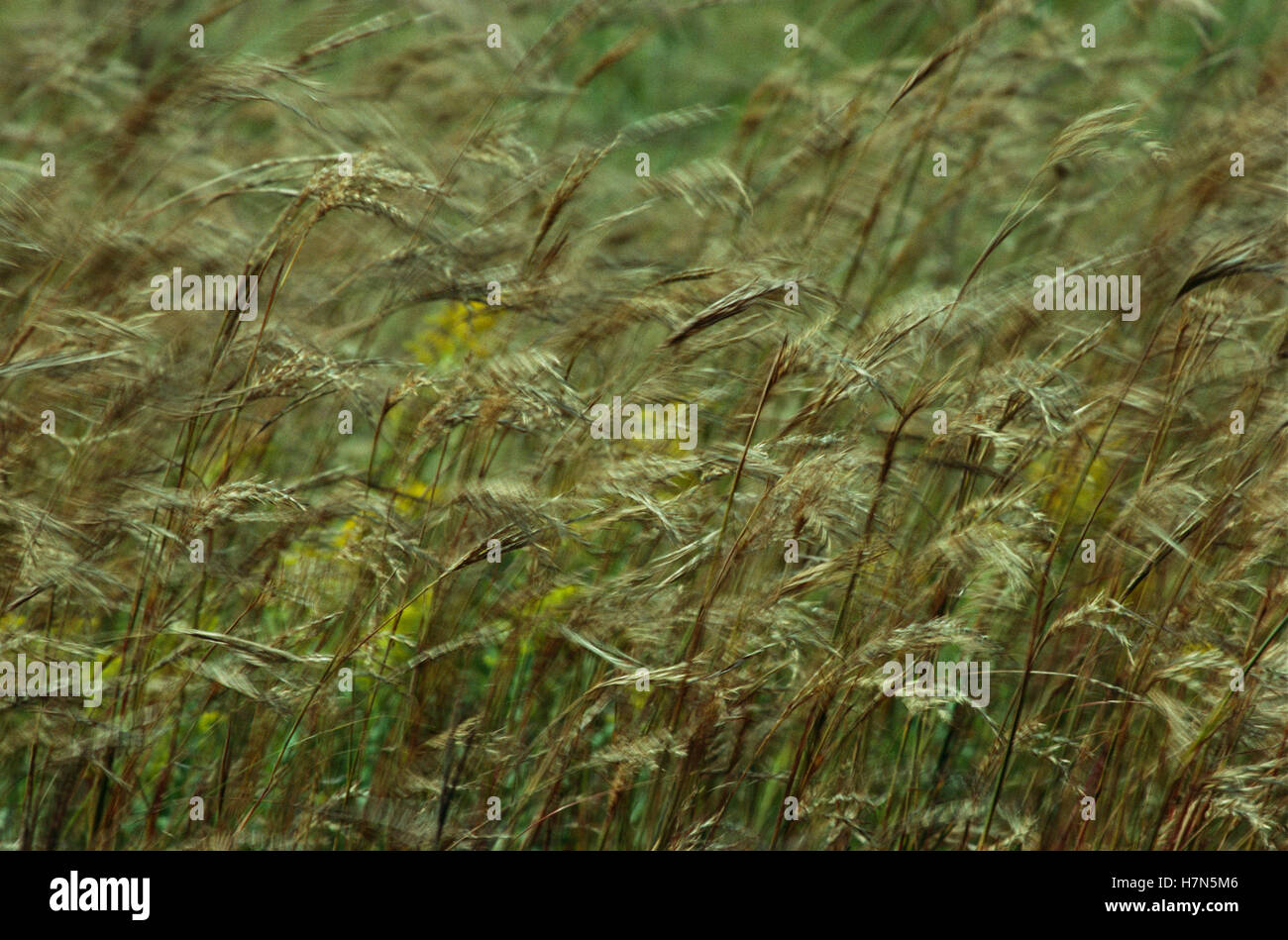 Big Bluestem (Andropogon gerardii) grass blowing in the wind, an ...