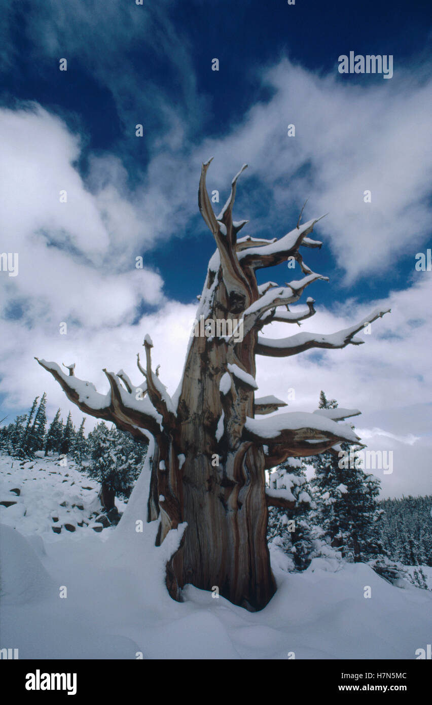 Great Basin Bristlecone Pine (Pinus longaeva) tree in snow, Great Basin ...