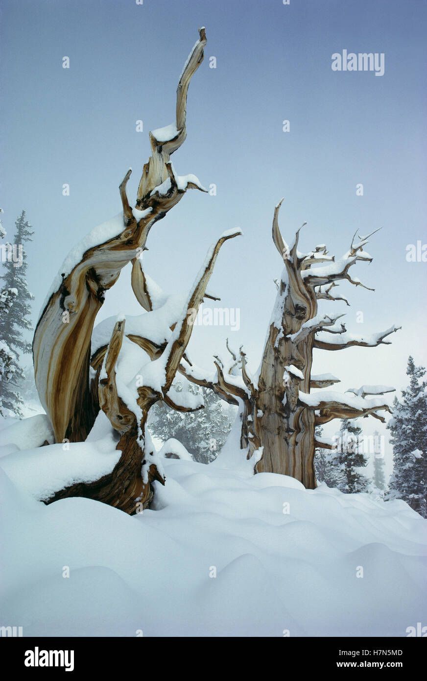 Great Basin Bristlecone Pine (Pinus longaeva) trees in snow, Great ...
