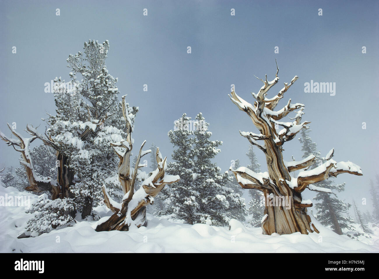 Great Basin Bristlecone Pine (Pinus longaeva) trees in snow, Great ...