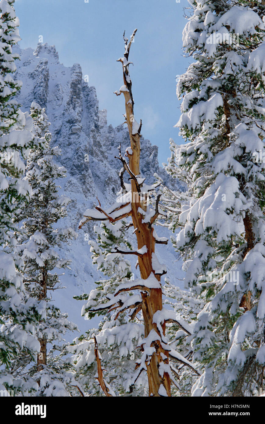 Great Basin Bristlecone Pine (Pinus longaeva) trees in snow, Great ...