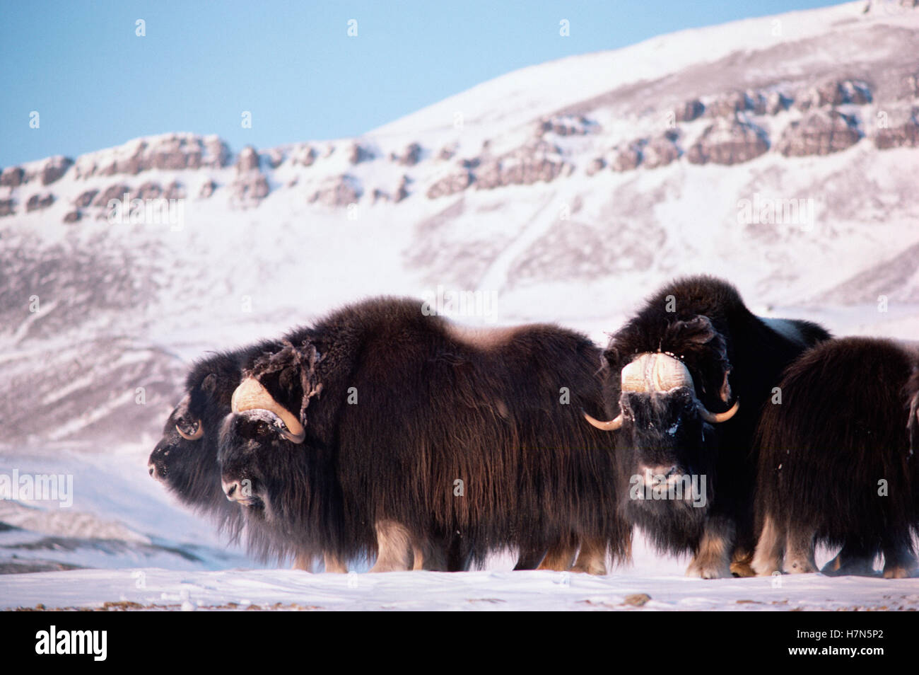 Muskox (Ovibos moschatus) herd, Ellesmere Island, Nunavut, Canada Stock ...