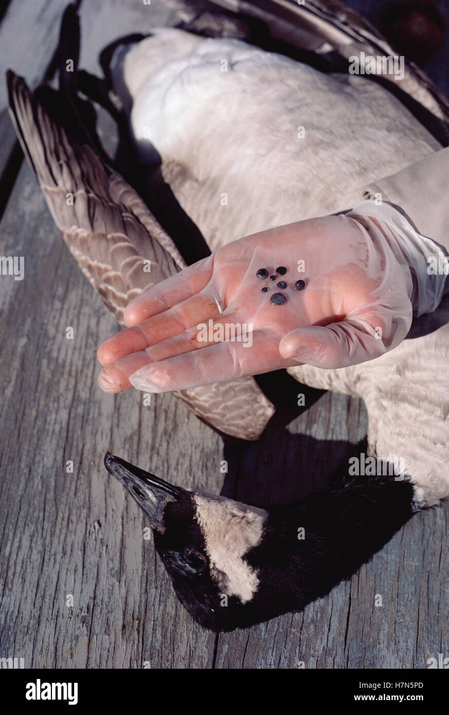 Canada Goose (Branta canadensis) carcass with lead shot, Minnesota ...