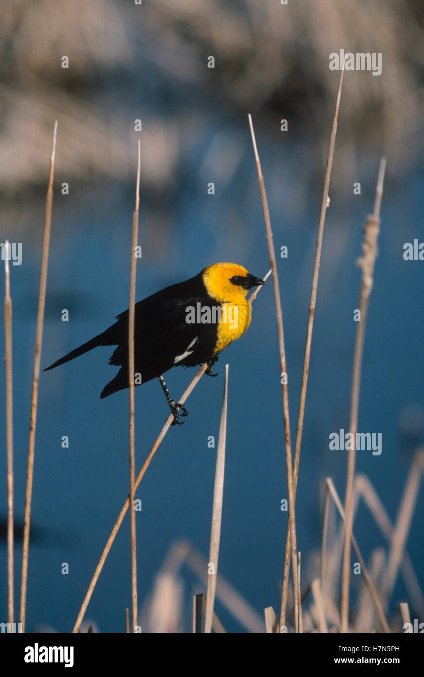 Yellow-headed Blackbird (Xanthocephalus xanthocephalus) male perching ...