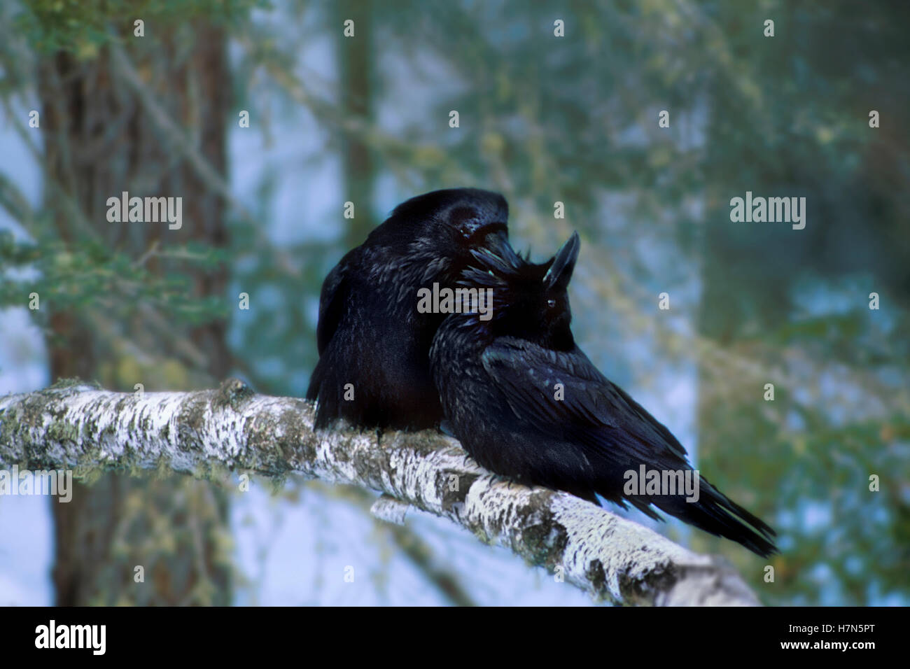 Common Raven (Corvus corax) pair courting by preening each other ...