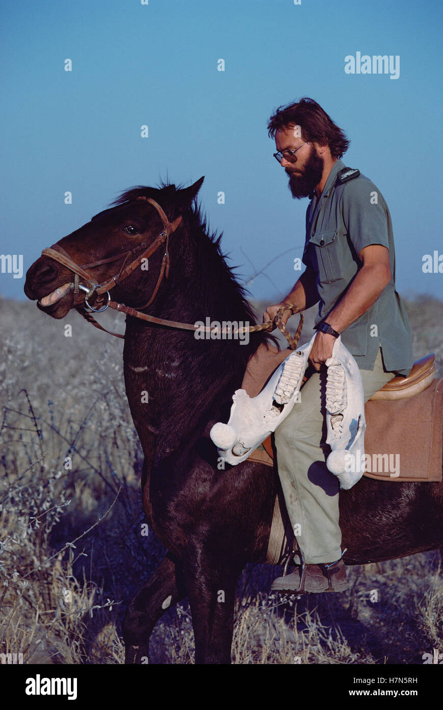 African Elephant (Loxodonta africana) lower jaw carried by Park Ranger ...