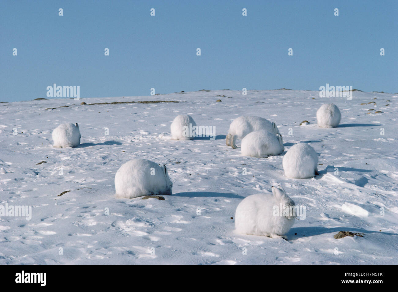 Arctic Hare (Lepus arcticus) group in snow, Ellesmere Island, Nunavut ...
