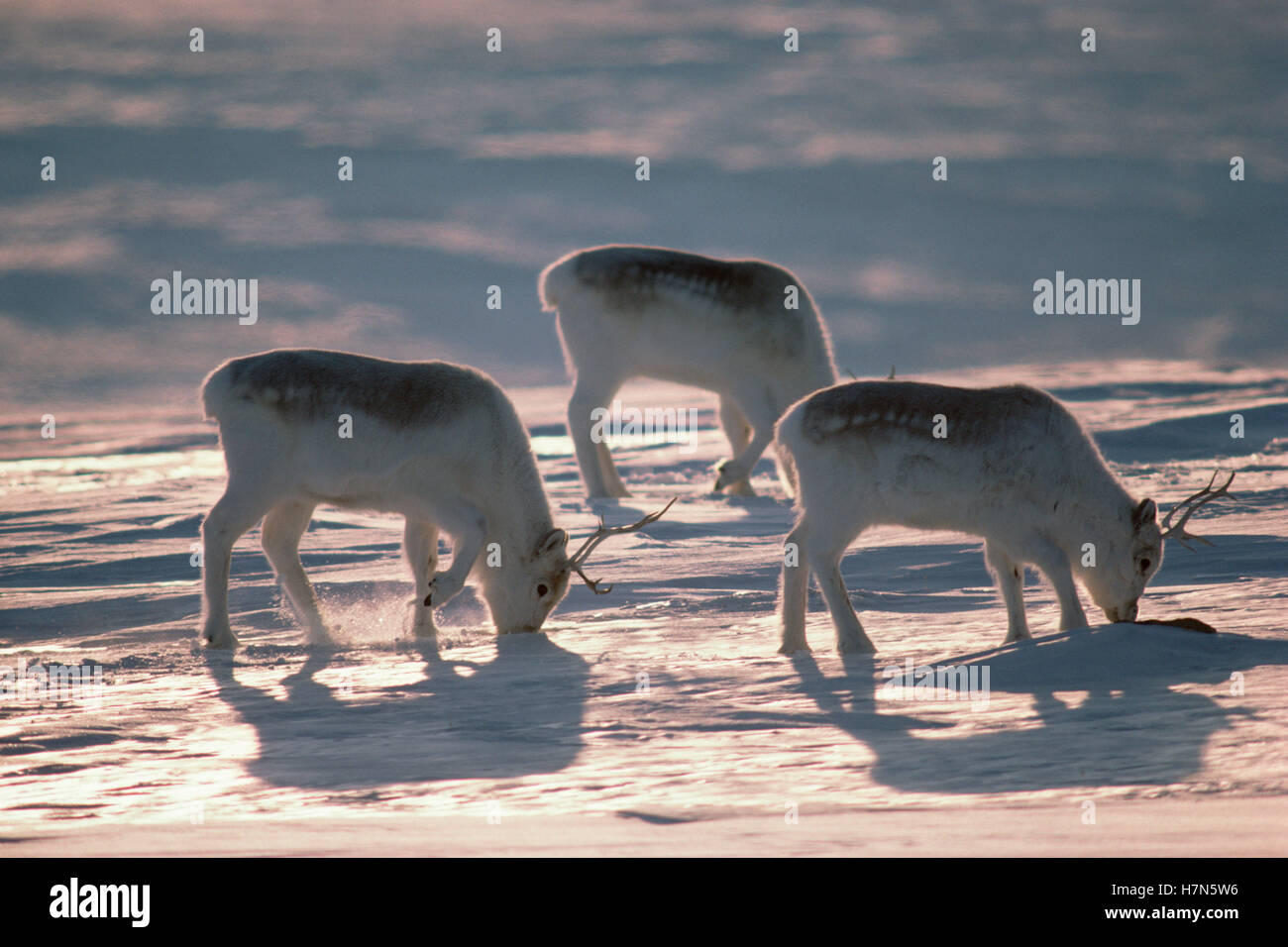 Peary Caribou (Rangifer tarandus pearyi) trio foraging for food ...