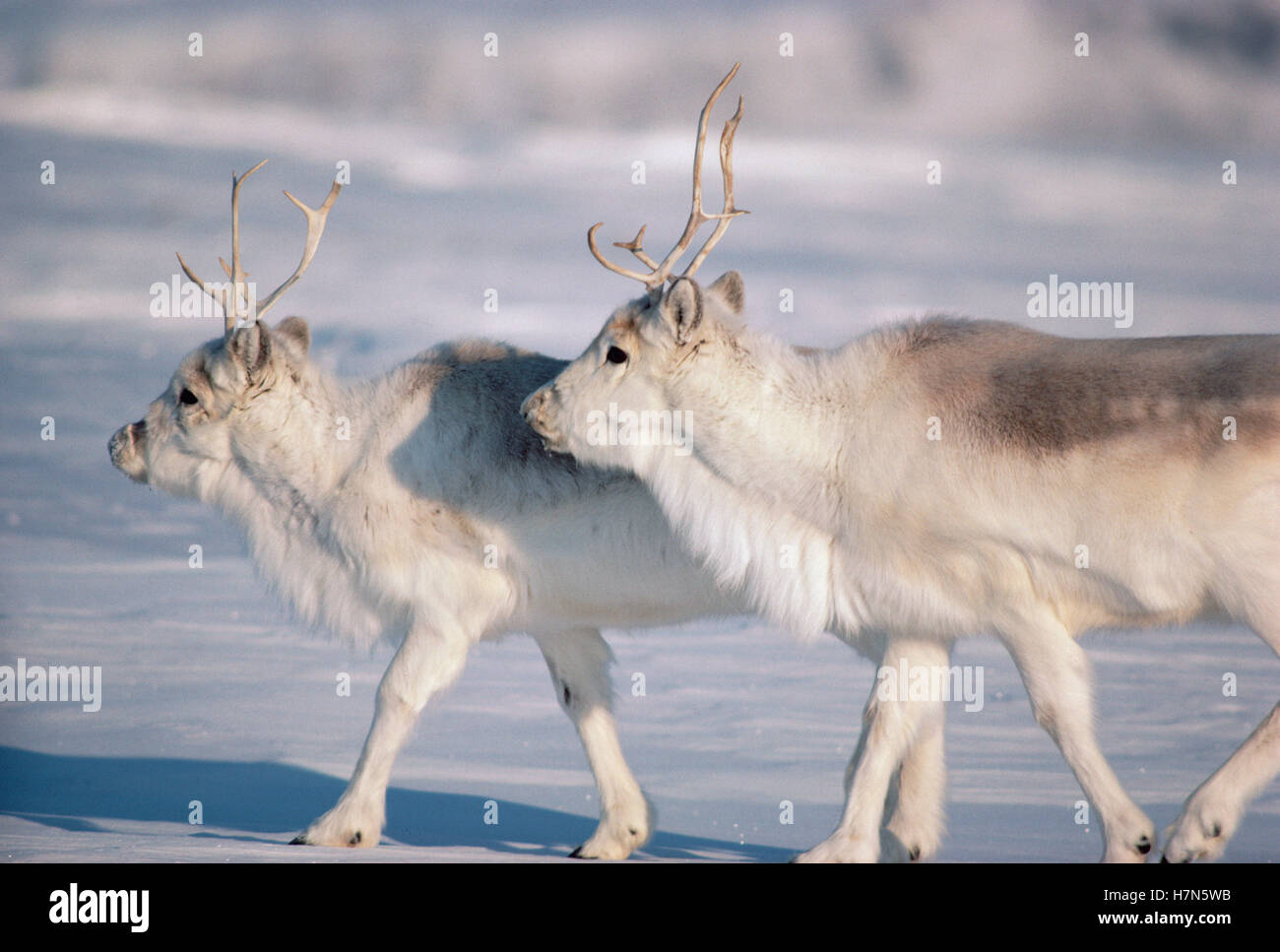 Peary Caribou (Rangifer tarandus pearyi) pair walking across snowy ...
