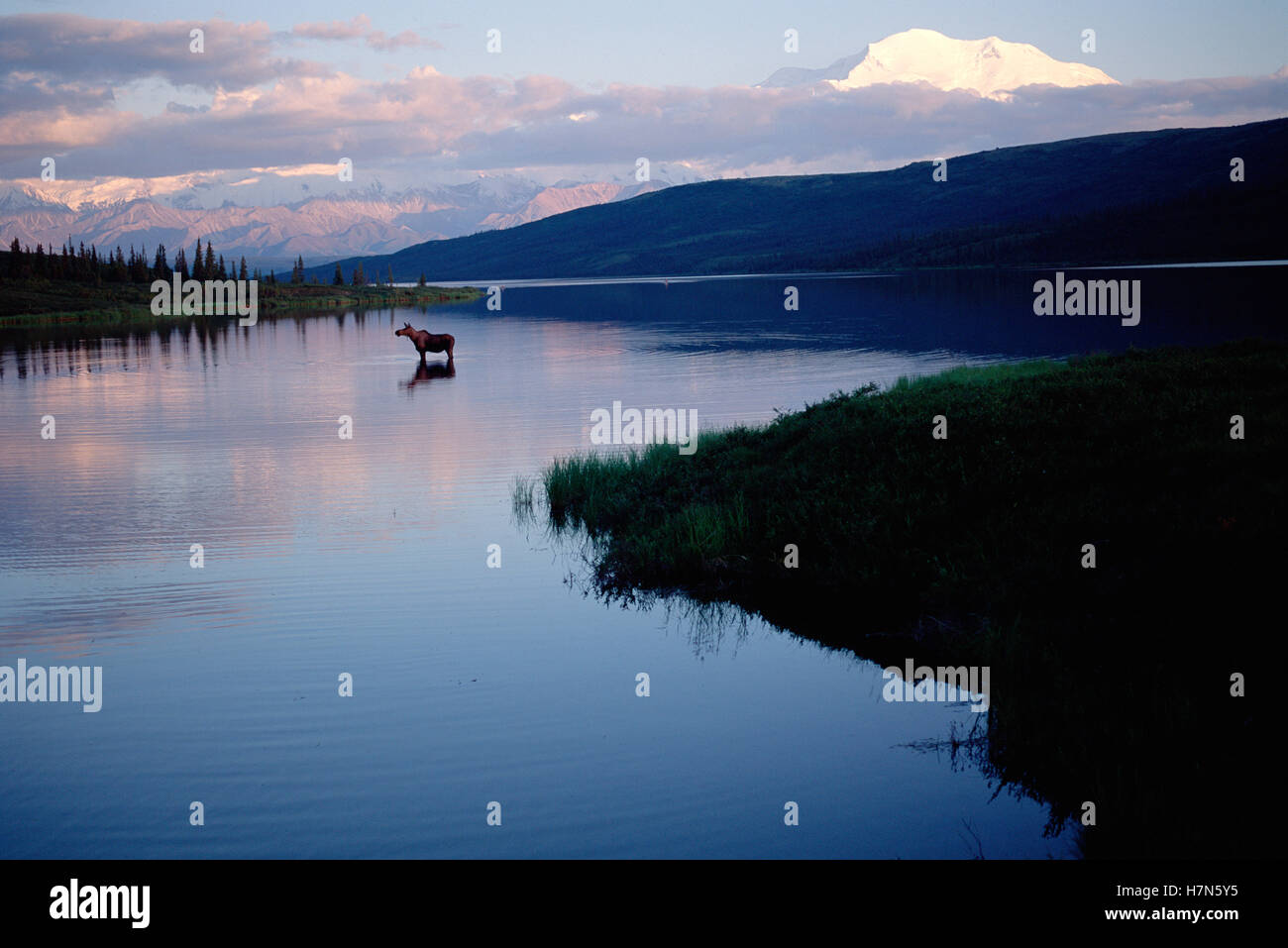 Alaska Moose (Alces alces gigas) at Wonder Lake, Mt Denali in ...