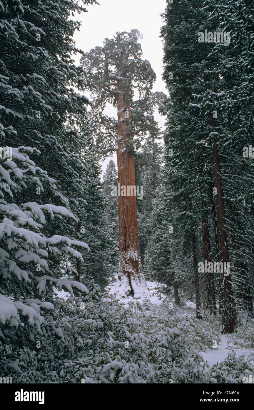 Giant Sequoia (Sequoiadendron giganteum) forest in winter, King's Canyon National Park ...