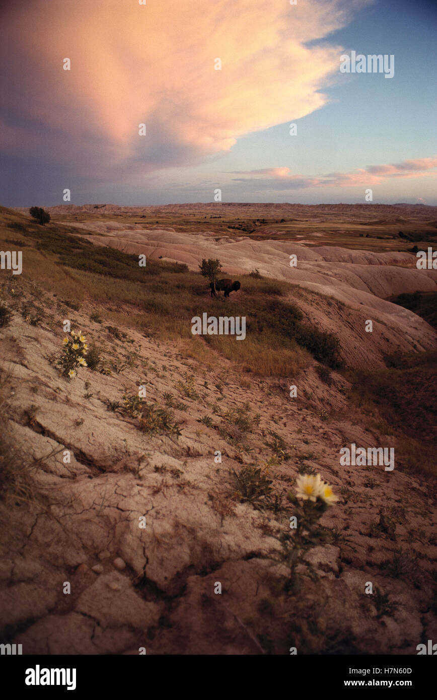 American Bison (Bison bison), Ogallala Sioux Pine Ridge Reservation ...