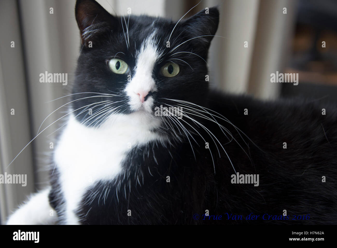 black and white cat facing camera Stock Photo - Alamy