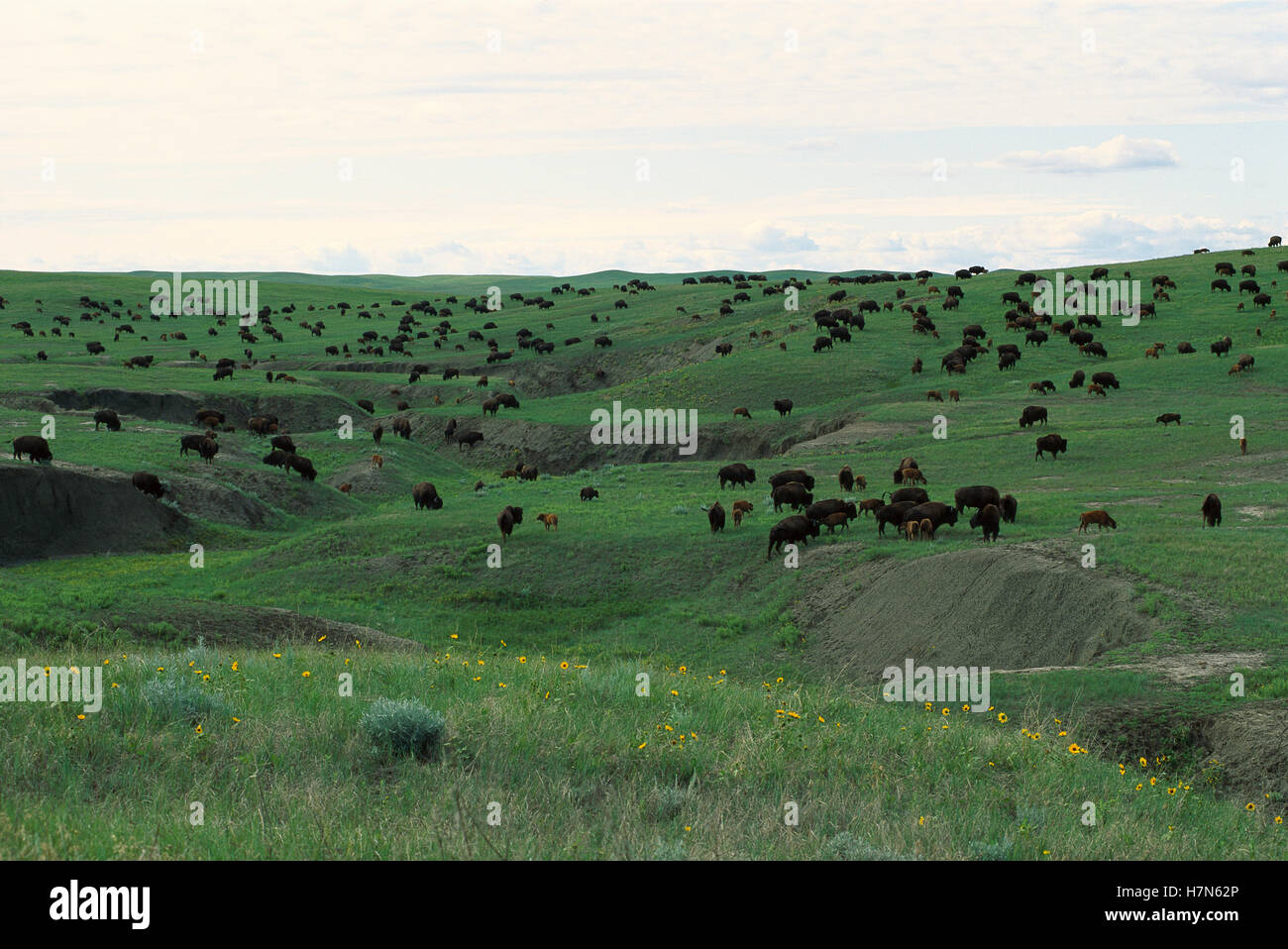 American Bison (Bison bison) herd of adults and calves on tallgrass ...
