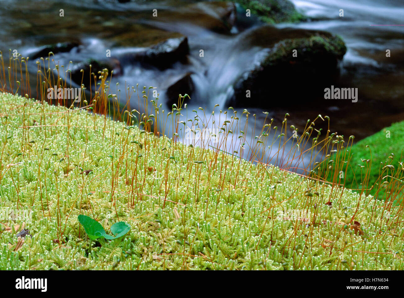 Moss with emerging sporophytes, Minnesota Stock Photo - Alamy