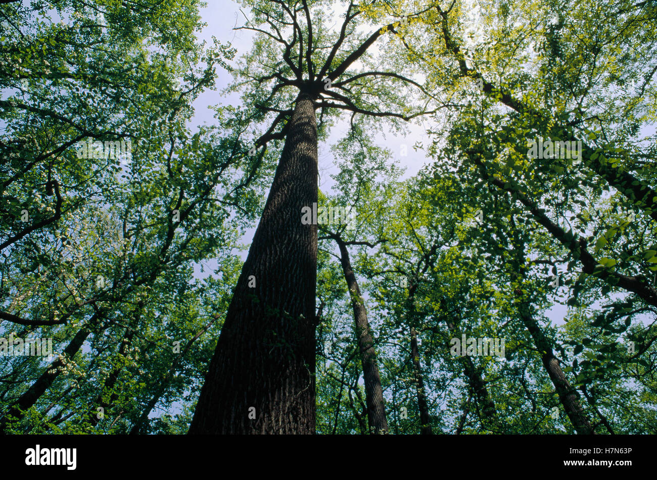 Deciduous forest, Great Smoky Mountains National Park, North Carolina ...