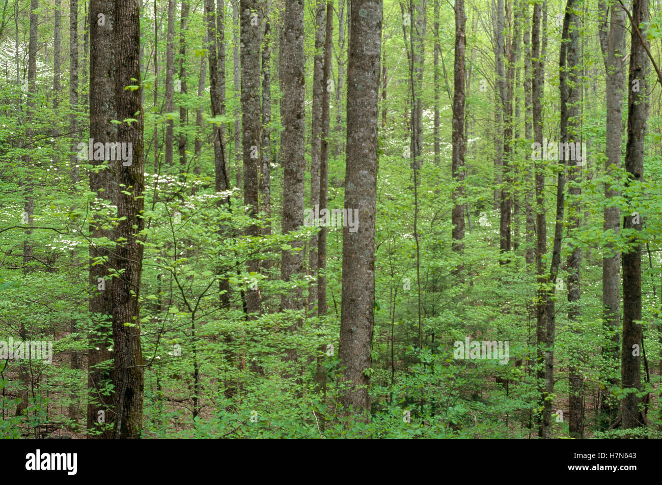 Deciduous forest in spring, Great Smoky Mountains National Park, North ...