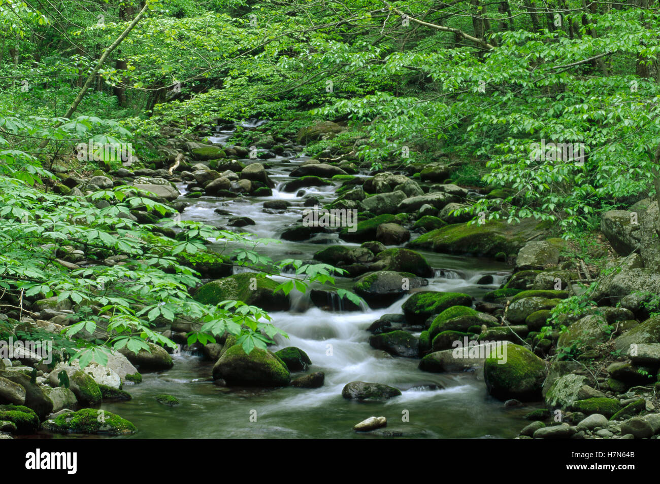 Cascading stream, Great Smoky Mountains National Park, North Carolina ...