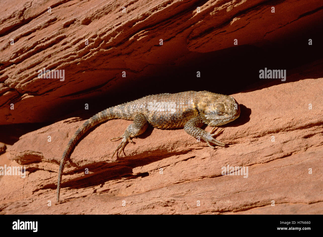 Desert Spiny Lizard (Sceloporus magister) sunning on rock, Monument ...
