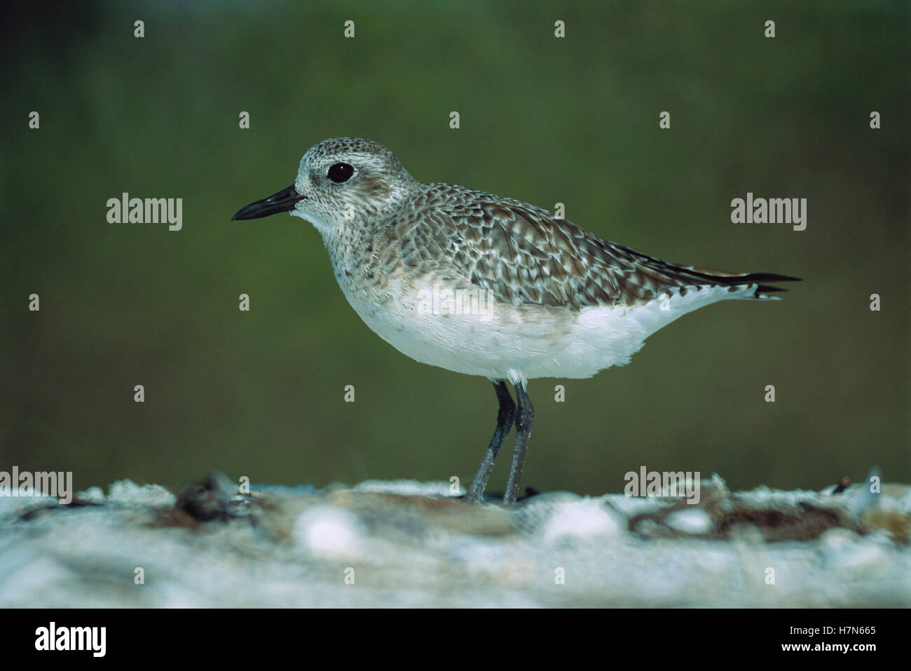 Black-bellied Plover (Pluvialis squatarola) in winter plumage, Florida ...