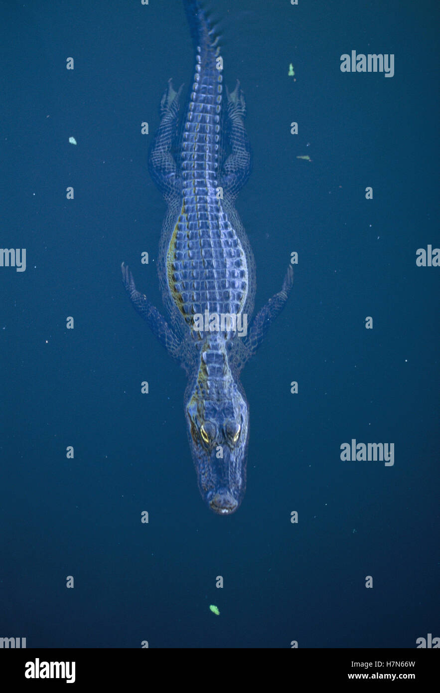 American Alligator (Alligator mississippiensis) floating at water ...
