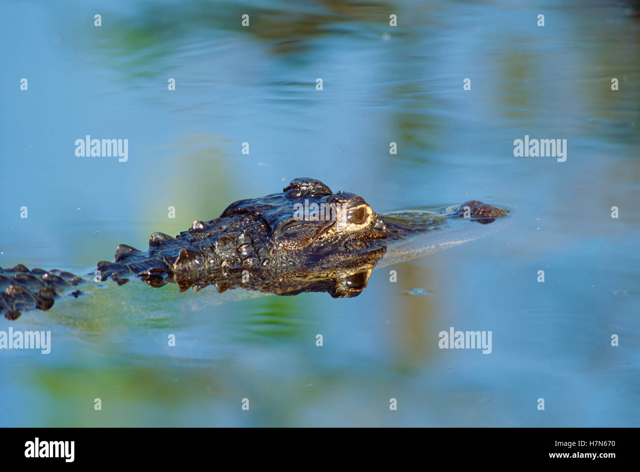 American Alligator (Alligator mississippiensis) floating at water ...