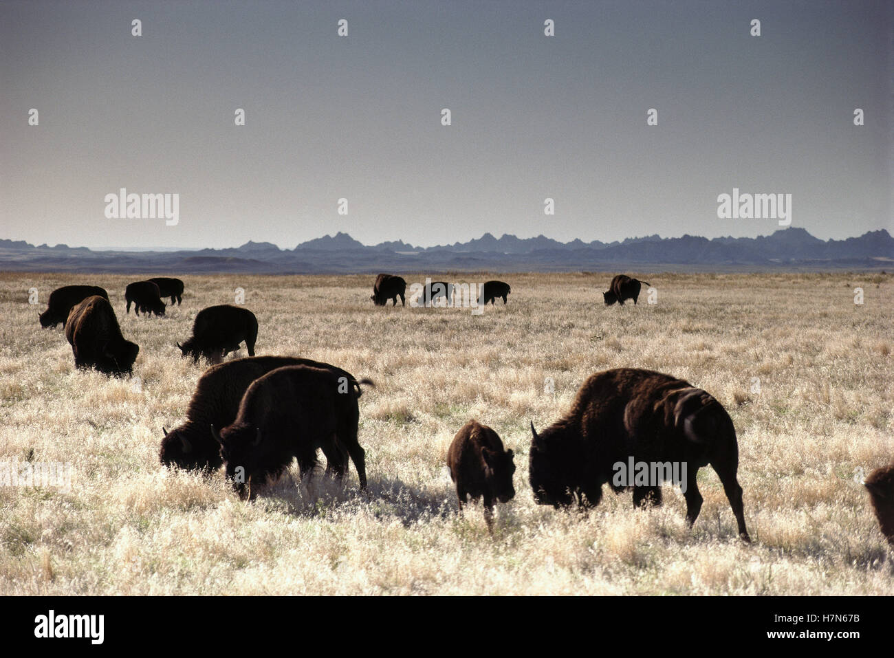 American Bison (Bison bison) herd grazing on prairie, South Dakota ...