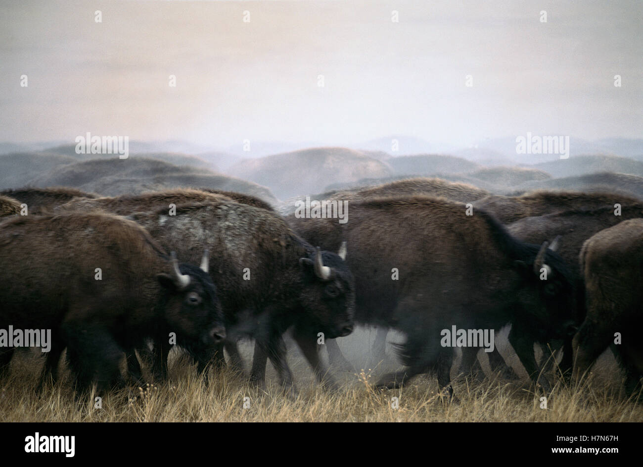 American Bison (Bison bison) herd stampeding, North America Stock Photo ...
