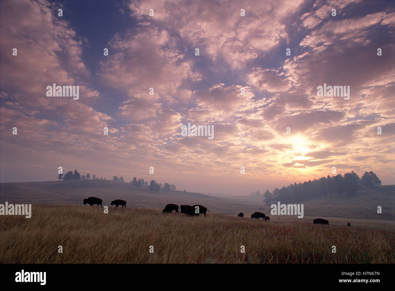 American Bison (Bison bison) herd grazing on prairie at sunset, South ...