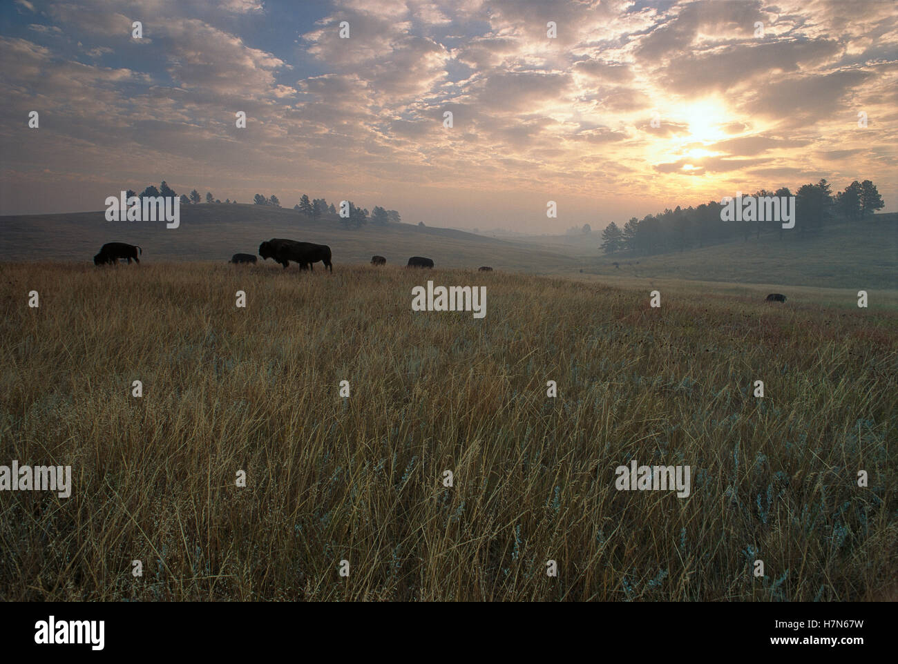 American Bison (Bison bison) herd grazing on prairie at sunset, South ...