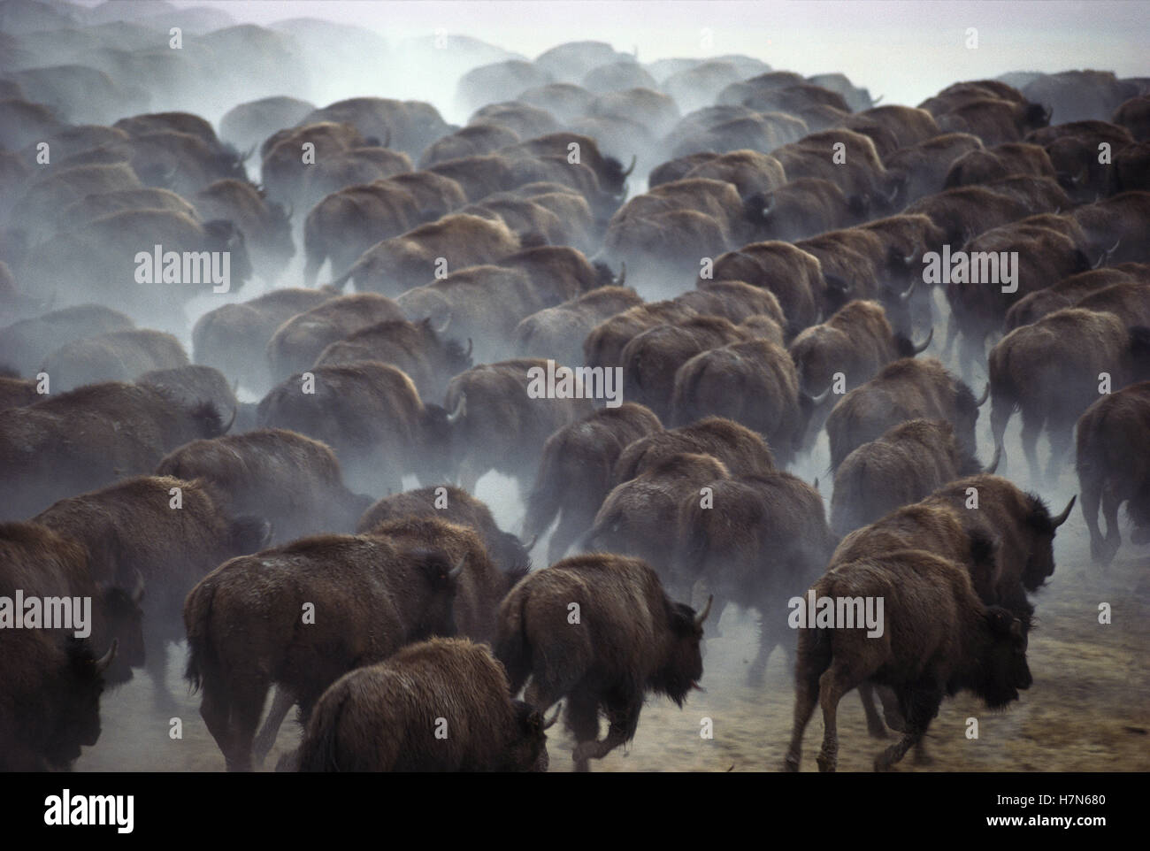 American Bison (Bison bison) herd stampeding, South Dakota Stock Photo ...