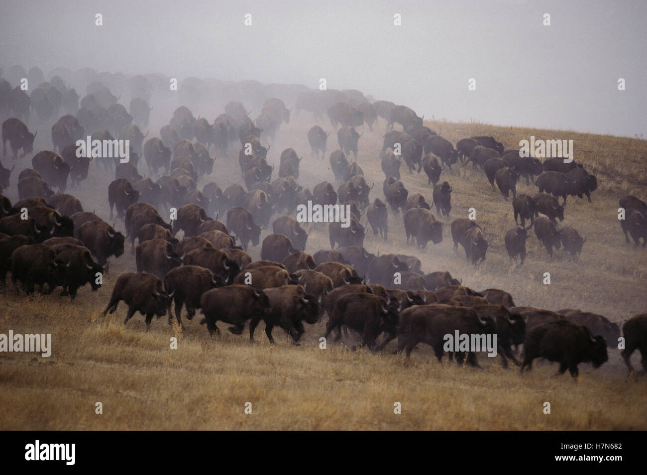 American Bison (Bison bison) herd stampeding, South Dakota Stock Photo ...